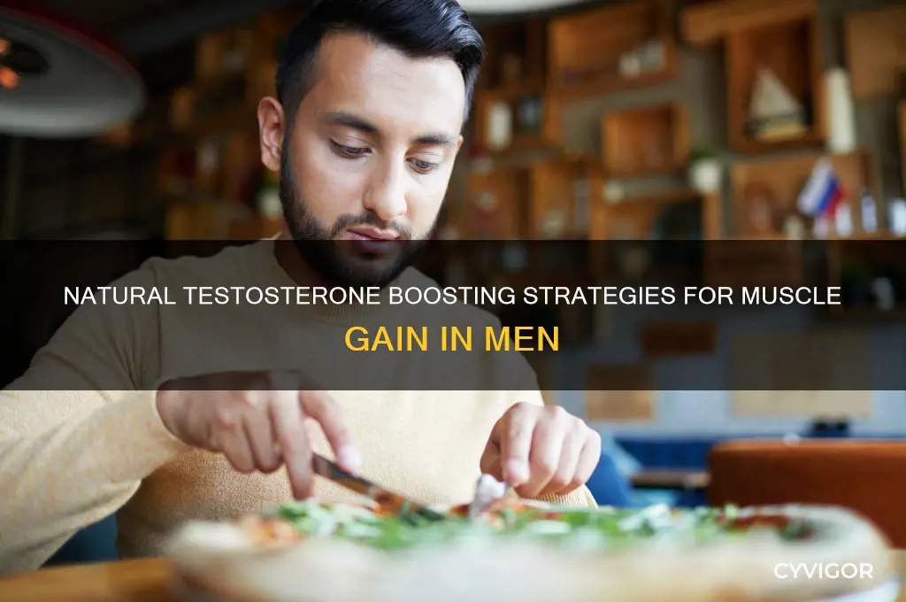 Natural Testosterone Boosting Strategies For Muscle Gain In Men | CyVigor