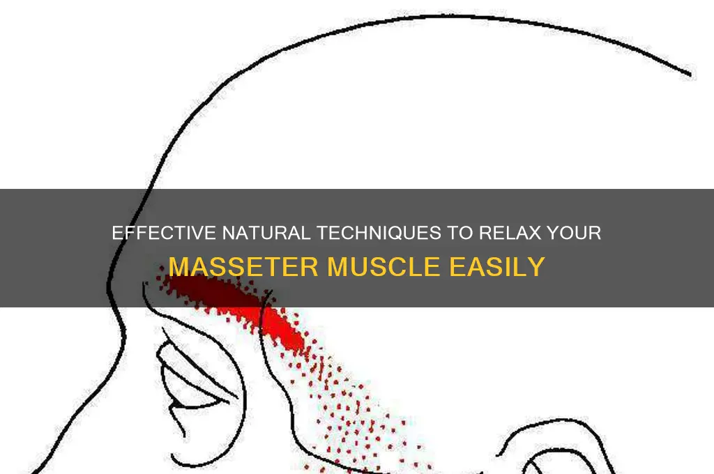 Effective Natural Techniques To Relax Your Masseter Muscle Easily | CyVigor