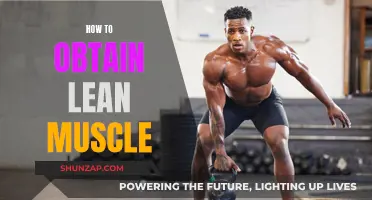 What Are Abs? Understanding The Anatomy Of Abdominal Muscles | CyVigor