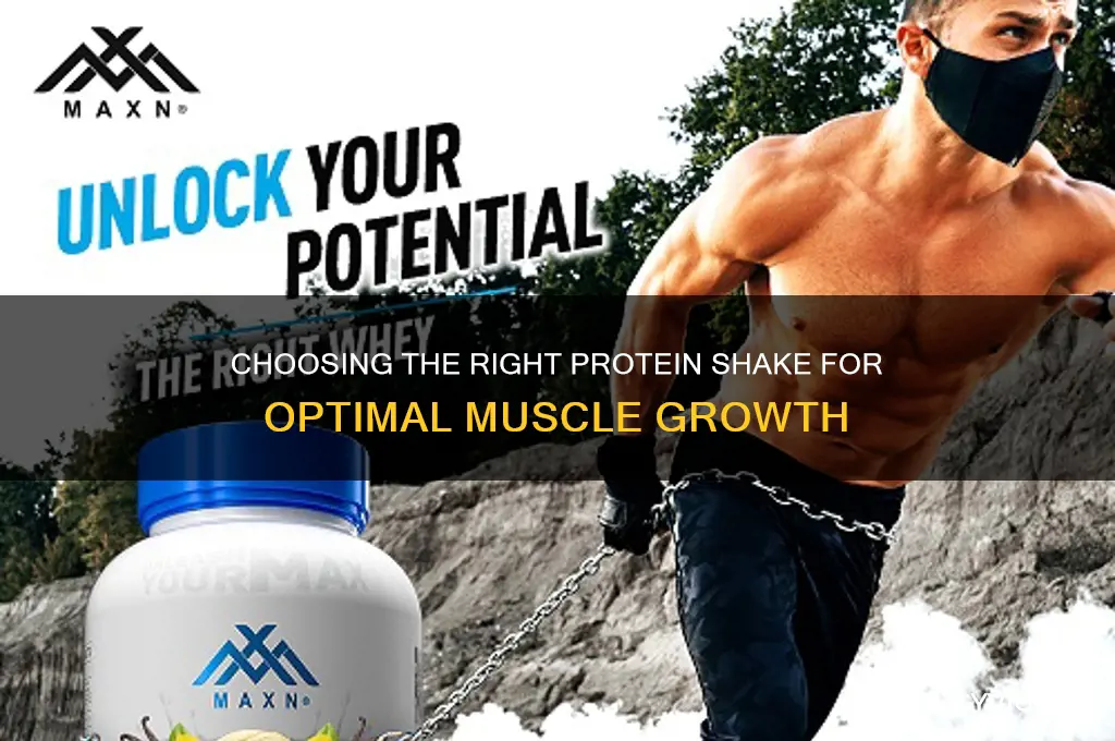 Choosing The Right Protein Shake For Optimal Muscle Growth | CyVigor
