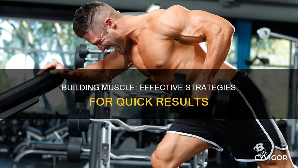 Building Muscle: Effective Strategies For Quick Results | CyVigor