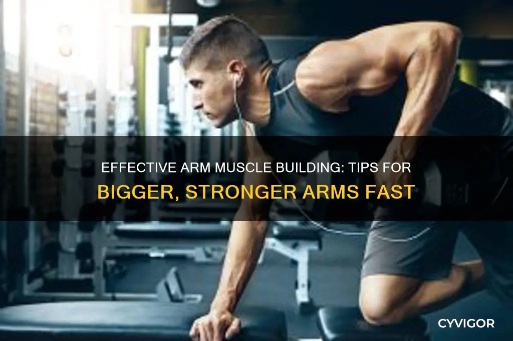 Effective Arm Muscle Building: Tips For Bigger, Stronger Arms Fast ...