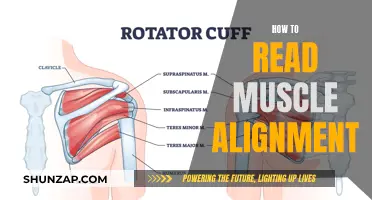 Muscle Biopsy: A Guide To Understanding The Results | CyVigor