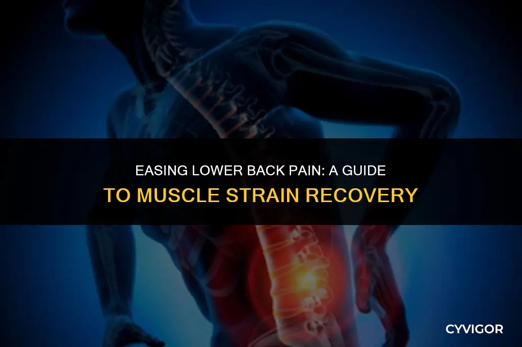 Easing Lower Back Pain: A Guide To Muscle Strain Recovery | CyVigor