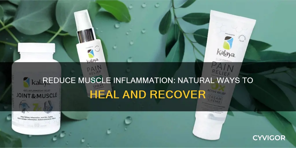 Reduce Muscle Inflammation: Natural Ways To Heal And Recover | CyVigor