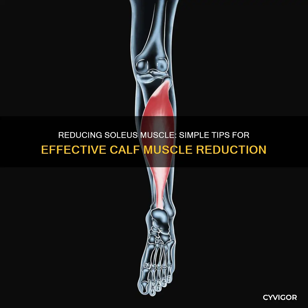 Reducing Soleus Muscle: Simple Tips For Effective Calf Muscle Reduction ...