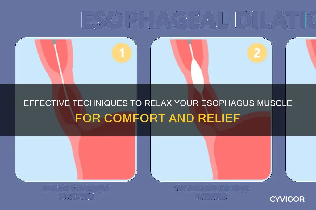 Effective Techniques To Relax Your Esophagus Muscle For Comfort And ...