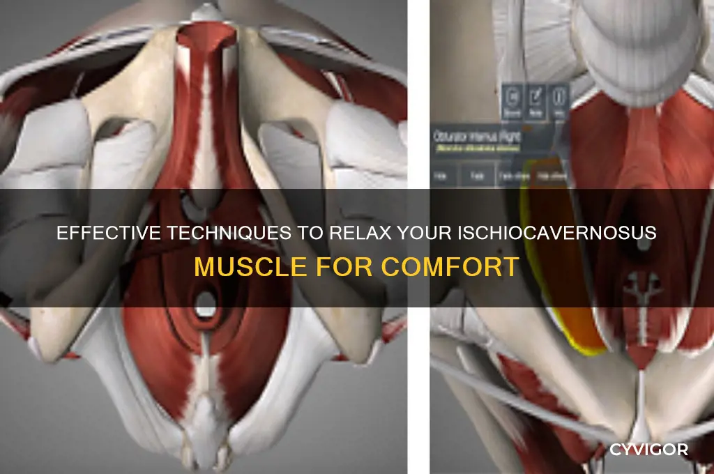 Effective Techniques To Relax Your Ischiocavernosus Muscle For Comfort ...