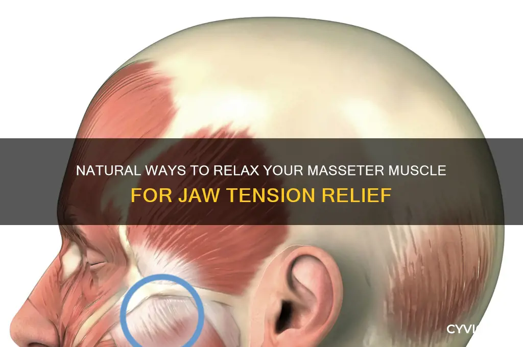 Natural Ways To Relax Your Masseter Muscle For Jaw Tension Relief | CyVigor