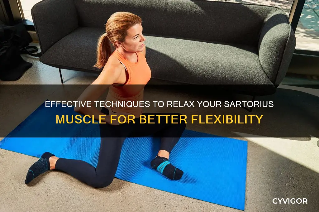Effective Techniques To Relax Your Sartorius Muscle For Better ...