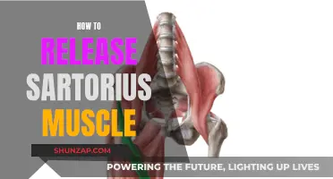 Unlocking The Ql Muscle: Techniques For Tension Release | CyVigor