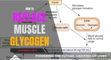 Repairing Psoas Muscle: A Comprehensive Guide To Healing | CyVigor