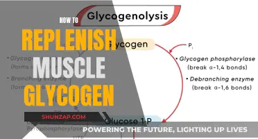 Repairing Psoas Muscle: A Comprehensive Guide To Healing | CyVigor
