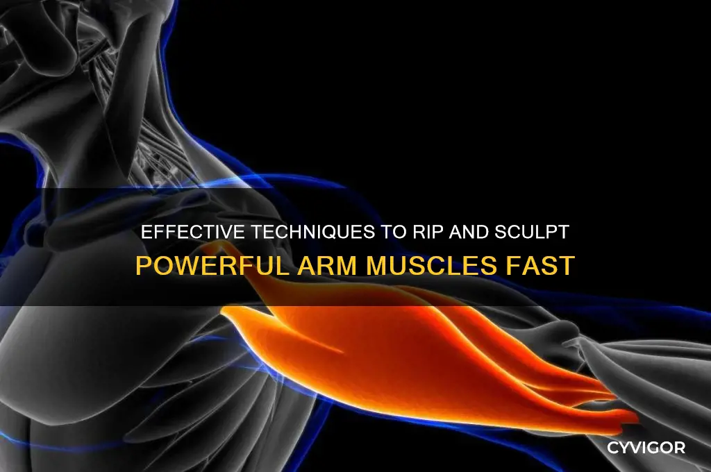 Effective Techniques To Rip And Sculpt Powerful Arm Muscles Fast | CyVigor