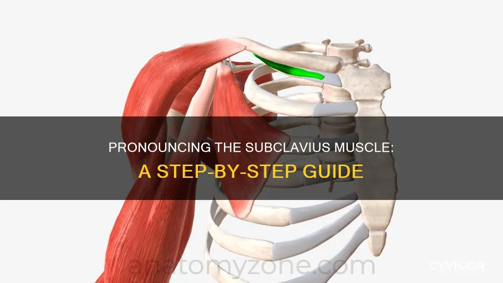 Pronouncing The Subclavius Muscle: A Step-By-Step Guide | CyVigor