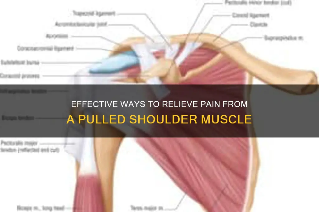 Effective Ways To Relieve Pain From A Pulled Shoulder Muscle | CyVigor