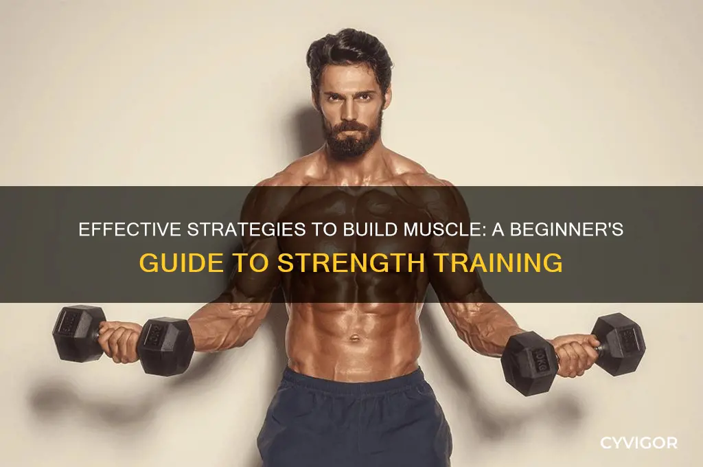 Effective Strategies To Build Muscle: A Beginner's Guide To Strength ...