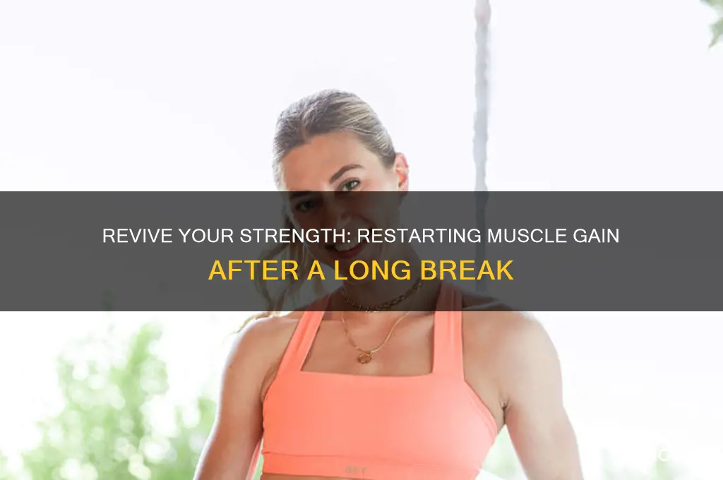 Revive Your Strength: Restarting Muscle Gain After A Long Break | CyVigor