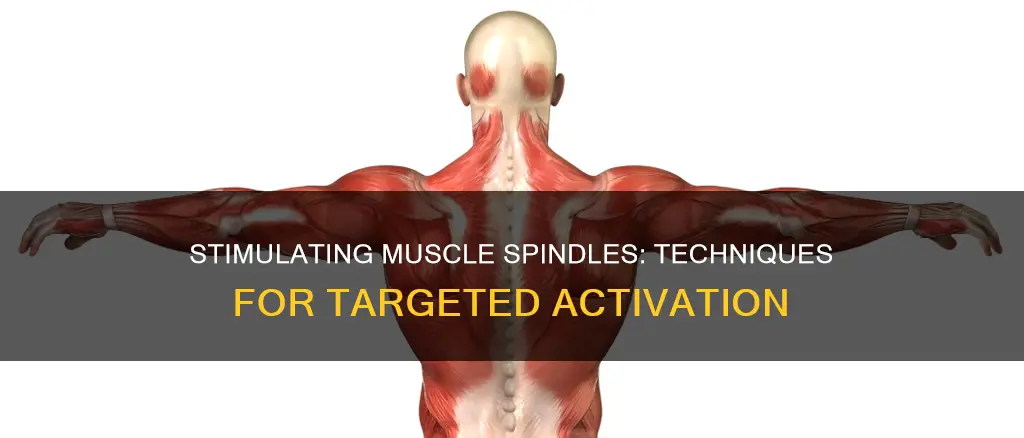 Stimulating Muscle Spindles: Techniques For Targeted Activation | CyVigor