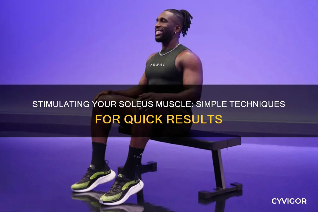 Stimulating Your Soleus Muscle: Simple Techniques For Quick Results ...