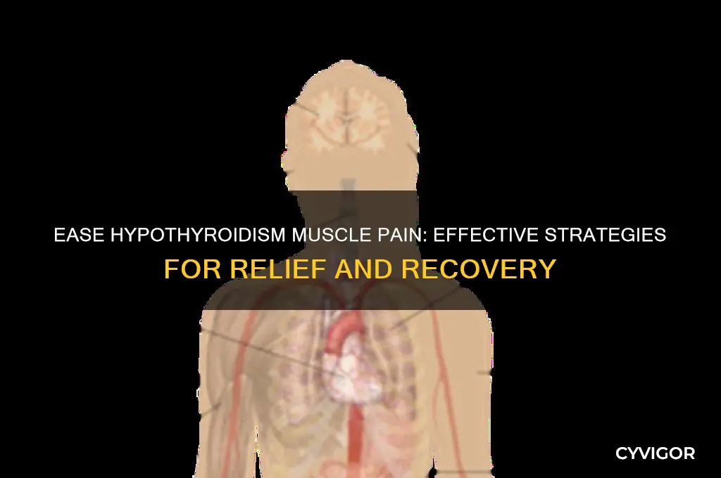 Ease Hypothyroidism Muscle Pain: Effective Strategies For Relief And ...