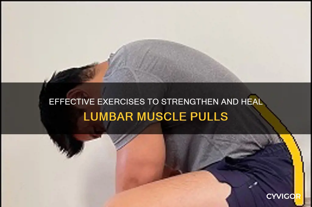 Effective Exercises To Strengthen And Heal Lumbar Muscle Pulls | CyVigor