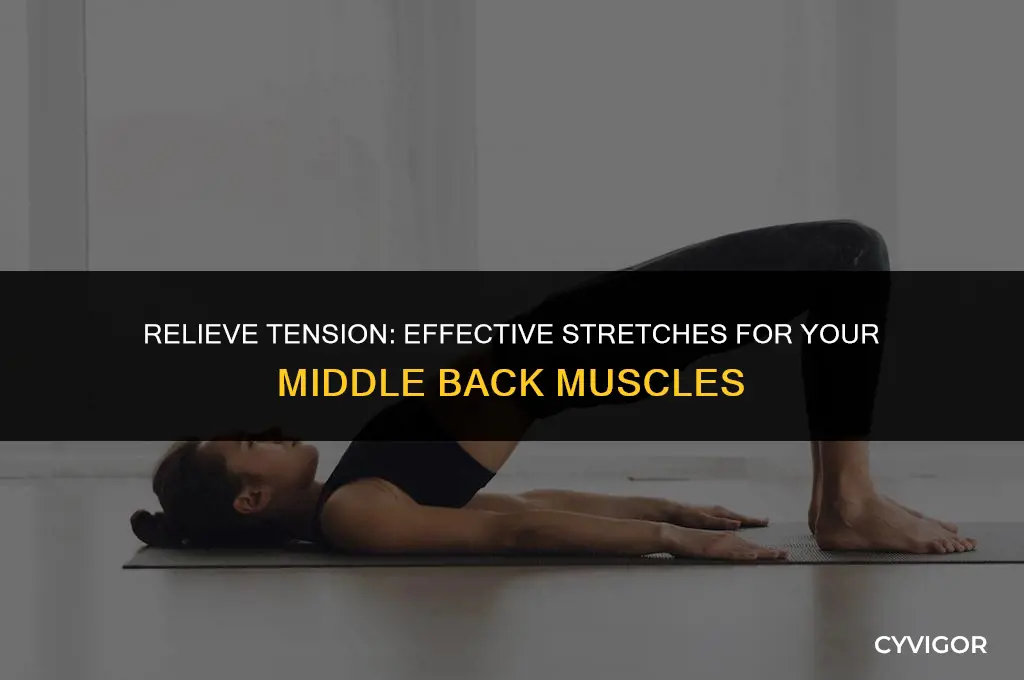 Relieve Tension: Effective Stretches For Your Middle Back Muscles | CyVigor