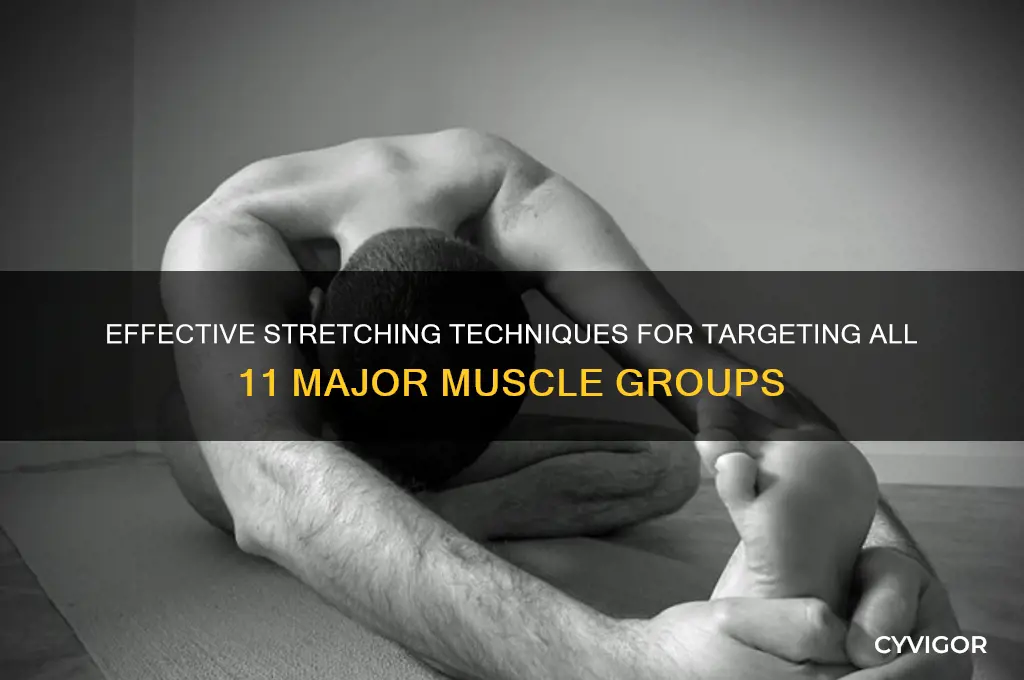 Effective Stretching Techniques For Targeting All 11 Major Muscle ...