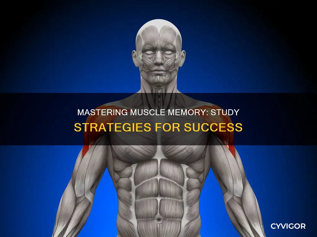 Mastering Muscle Memory: Study Strategies For Success | CyVigor