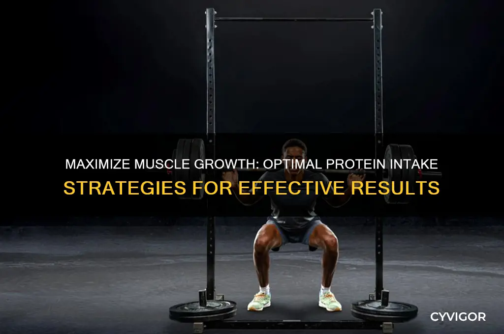 Maximize Muscle Growth: Optimal Protein Intake Strategies For Effective ...
