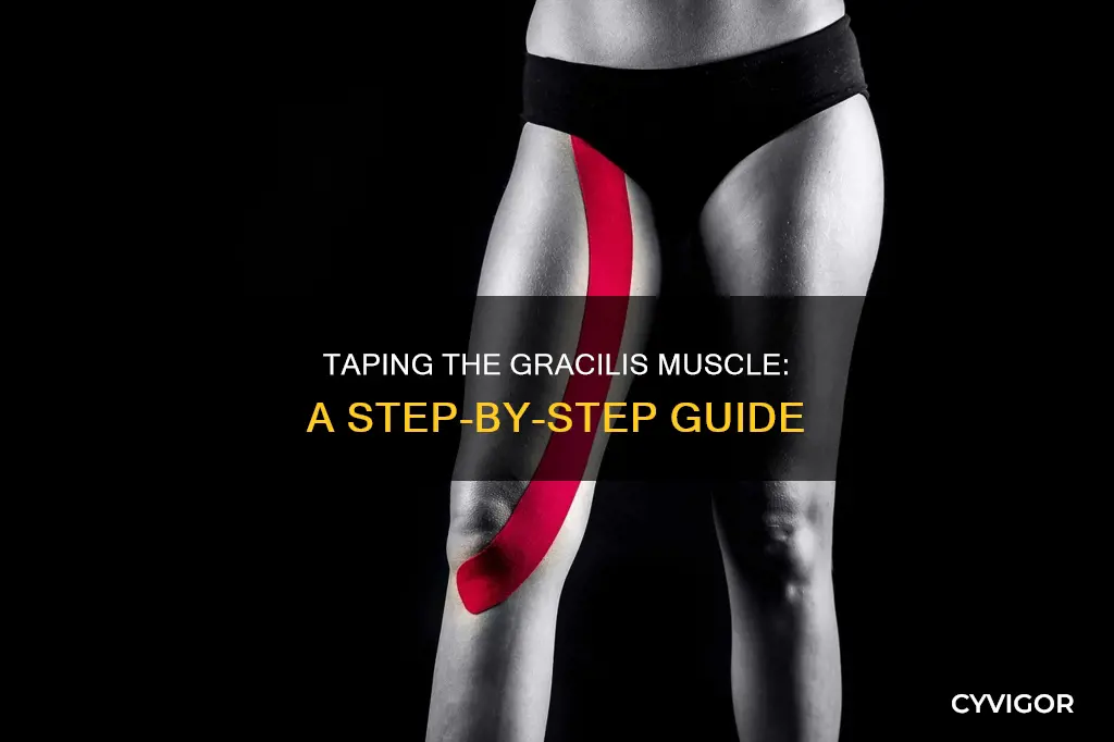 Taping The Gracilis Muscle: A Step-By-Step Guide | CyVigor