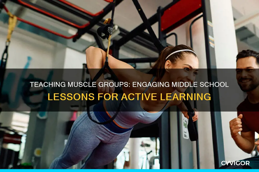 Teaching Muscle Groups: Engaging Middle School Lessons For Active ...