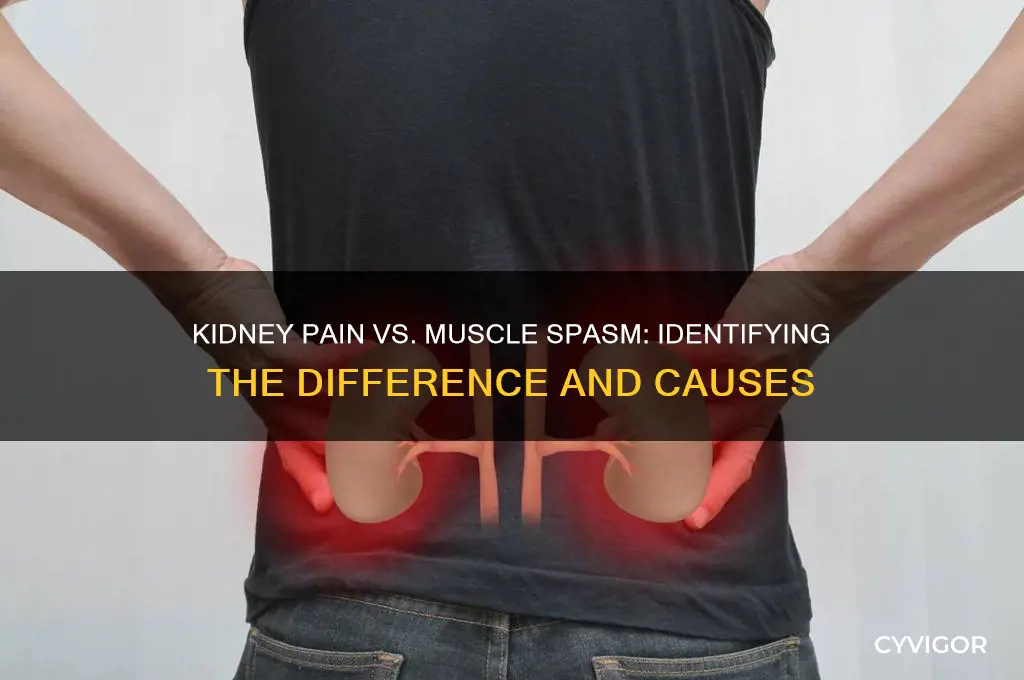 Kidney Pain Vs. Muscle Spasm: Identifying The Difference And Causes ...