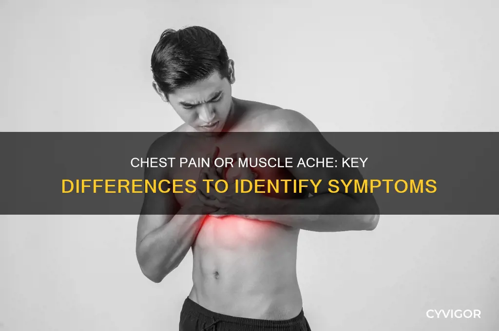 Chest Pain Or Muscle Ache: Key Differences To Identify Symptoms | CyVigor