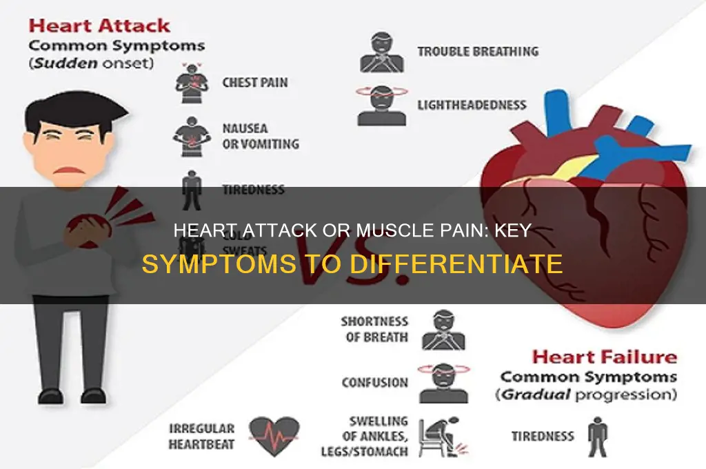 Heart Attack Or Muscle Pain: Key Symptoms To Differentiate | CyVigor