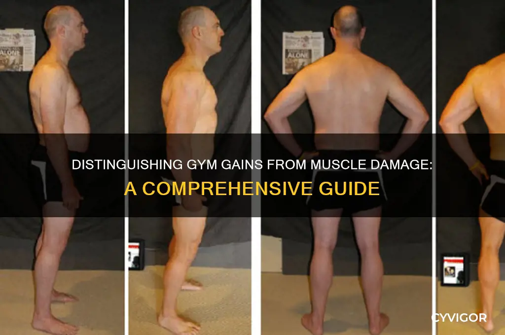 Distinguishing Gym Gains From Muscle Damage: A Comprehensive Guide ...