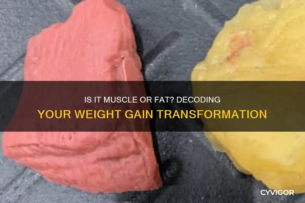 Is It Muscle Or Fat? Decoding Your Weight Gain Transformation | CyVigor
