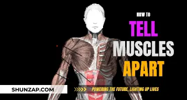 Vmo Muscle Isolation And Targeting Techniques For Leg Workouts | CyVigor
