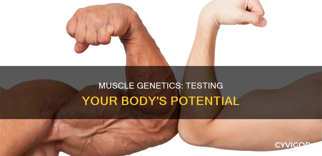 Muscle Genetics: Testing Your Body's Potential | CyVigor