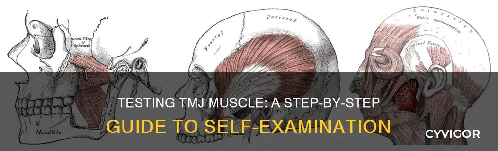 Testing Tmj Muscle: A Step-By-Step Guide To Self-Examination | CyVigor