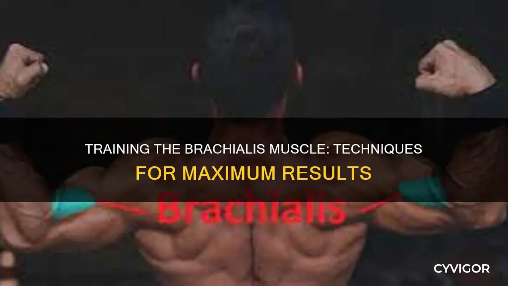 Training The Brachialis Muscle: Techniques For Maximum Results | CyVigor