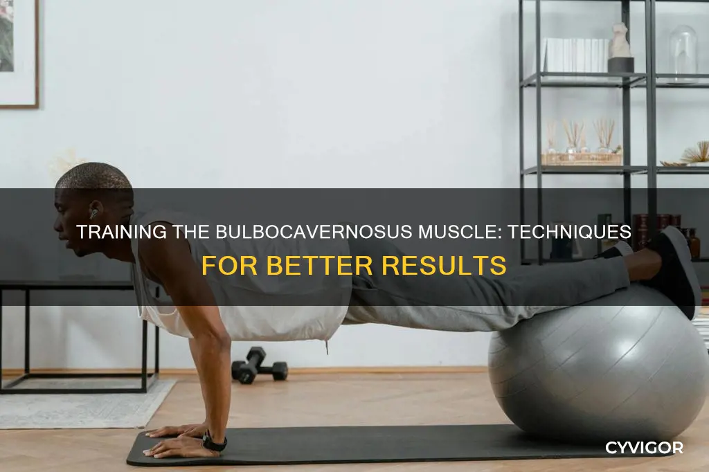Training The Bulbocavernosus Muscle: Techniques For Better Results ...