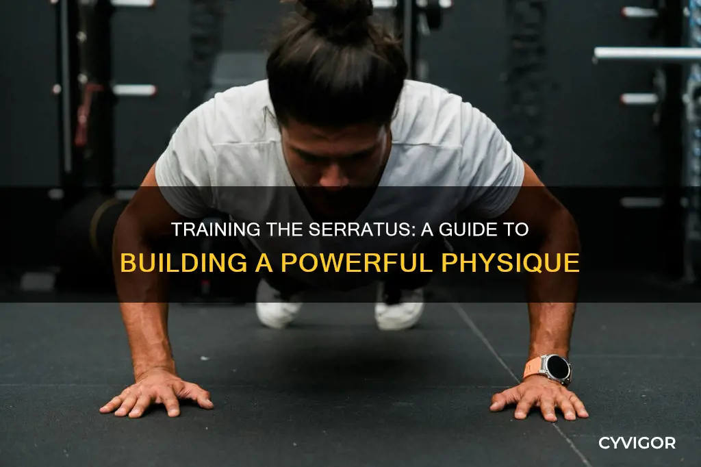 Training The Serratus: A Guide To Building A Powerful Physique | CyVigor