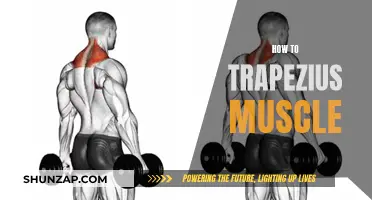 Training Tva Muscles: A Guide To Core Strengthening | CyVigor
