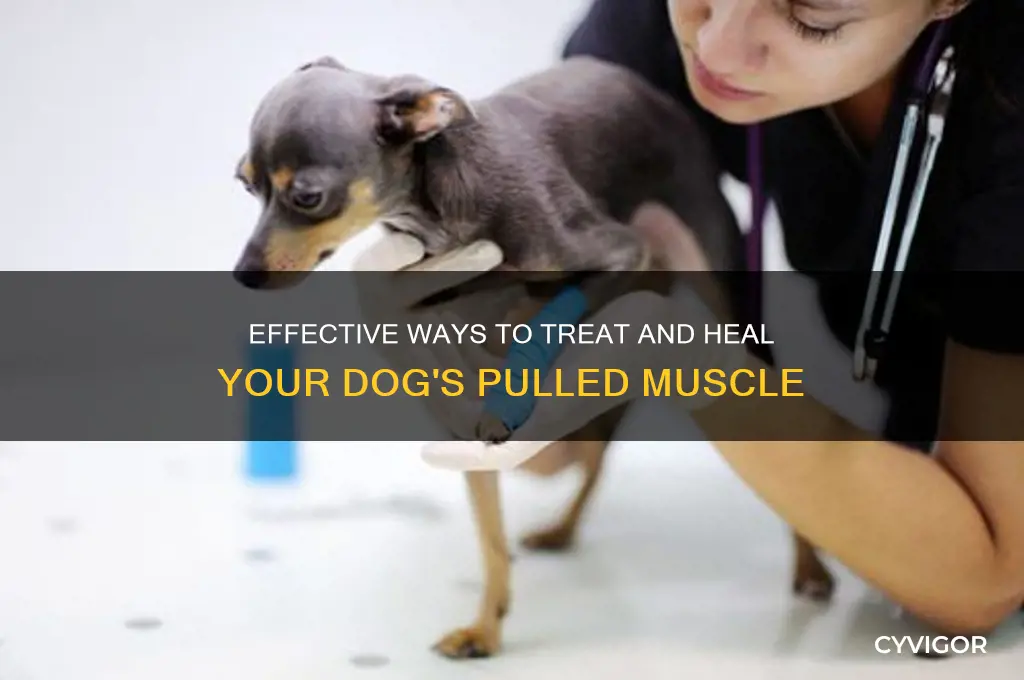Effective Ways To Treat And Heal Your Dog's Pulled Muscle | CyVigor