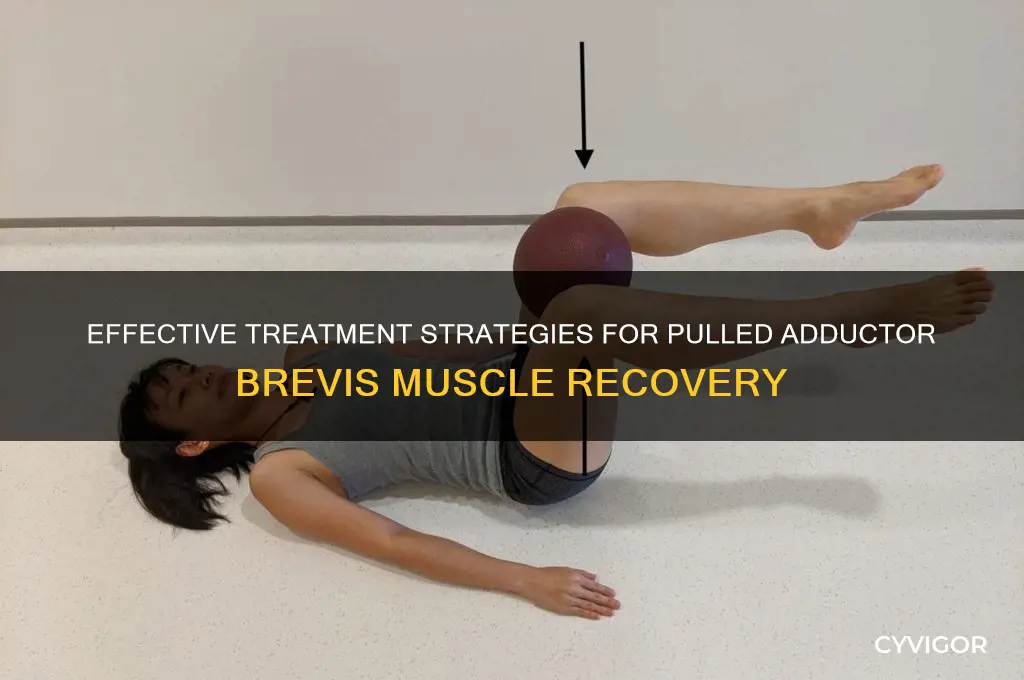 Effective Treatment Strategies For Pulled Adductor Brevis Muscle ...