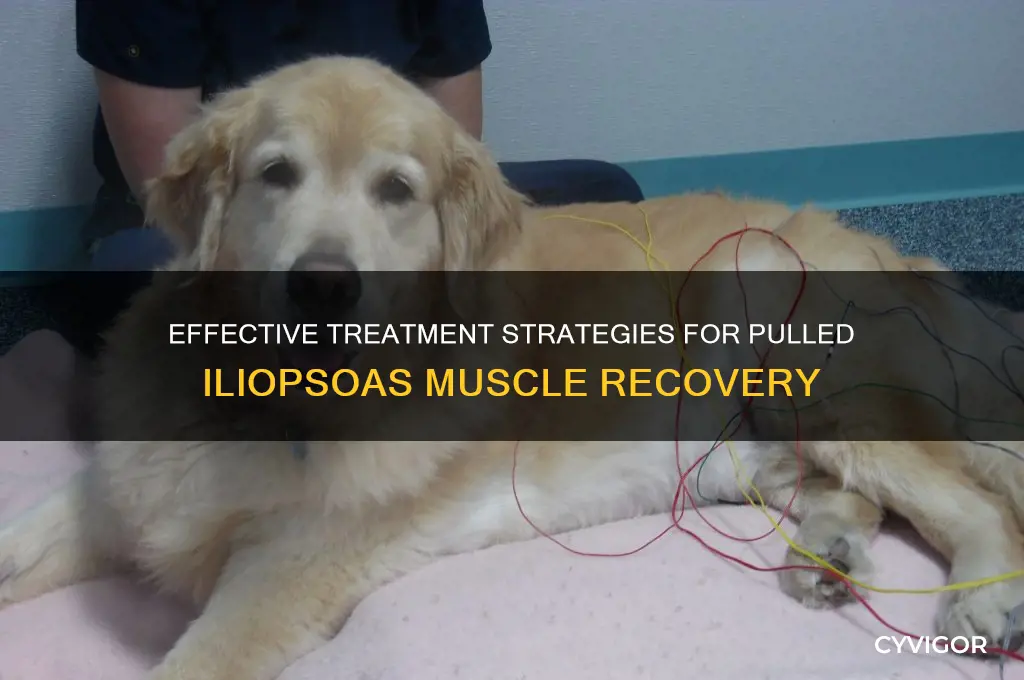 Effective Treatment Strategies For Pulled Iliopsoas Muscle Recovery ...