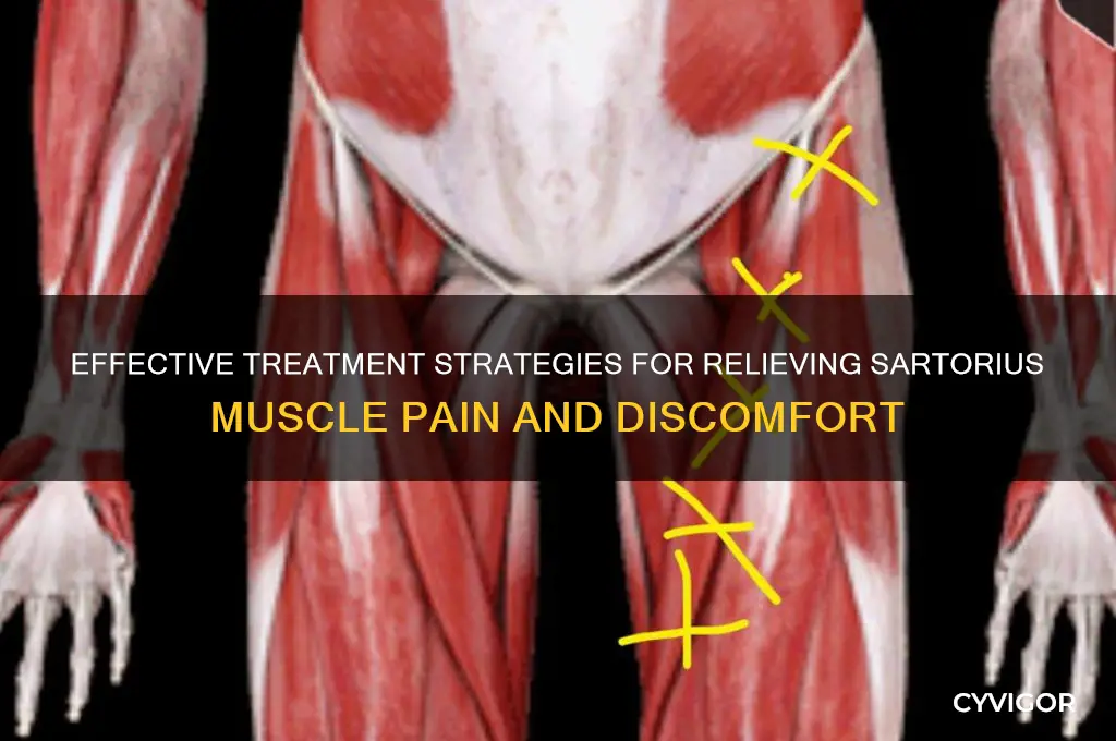 Effective Treatment Strategies For Relieving Sartorius Muscle Pain And ...
