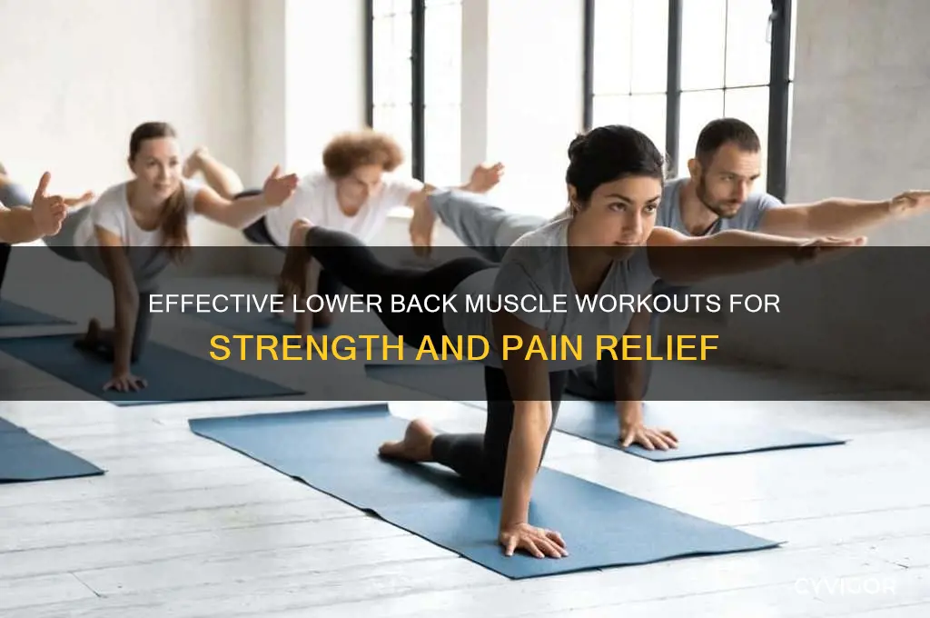 Effective Lower Back Muscle Workouts For Strength And Pain Relief | CyVigor