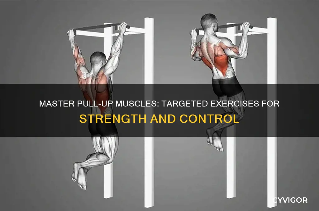 Master Pull-Up Muscles: Targeted Exercises For Strength And Control ...